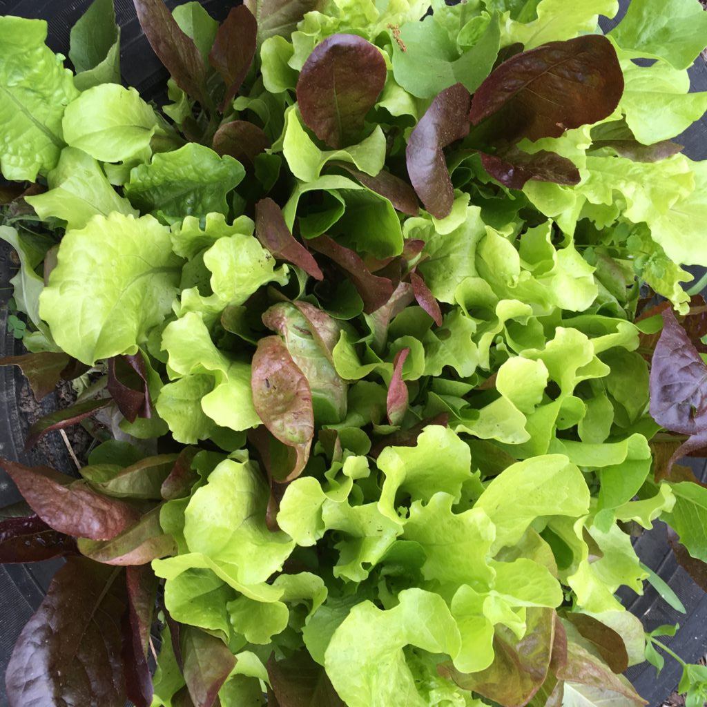 Lettuce Mix | White Harvest Seed Company