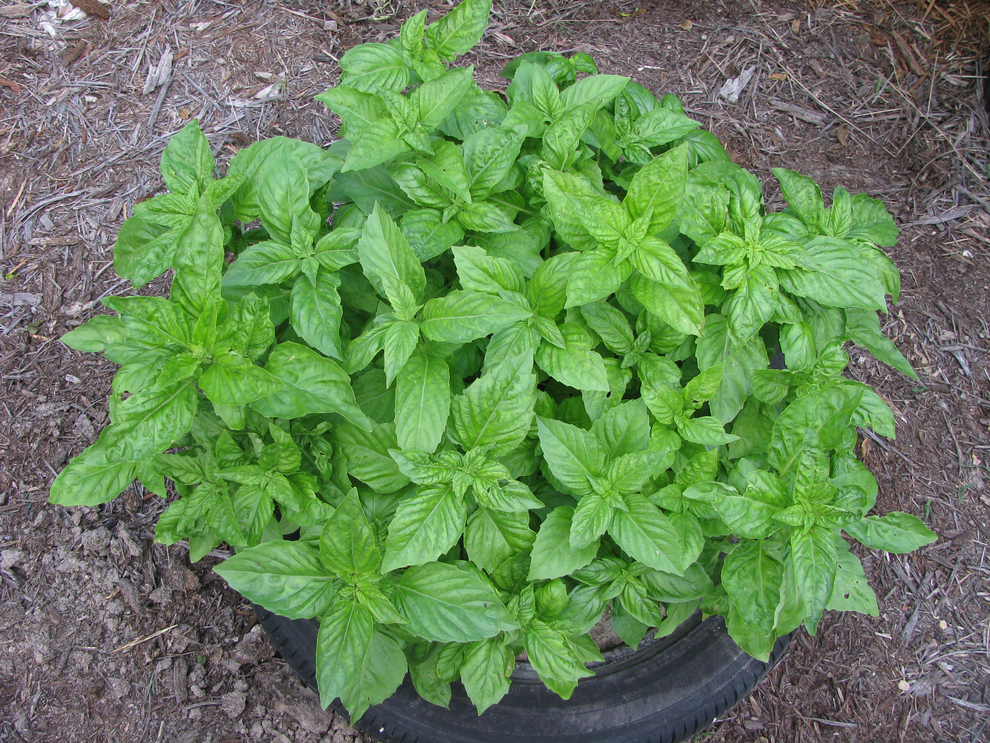 Italian Large Leaf Basil White Harvest Seed Company Italian Large Leaf Basil White Harvest Seed Company