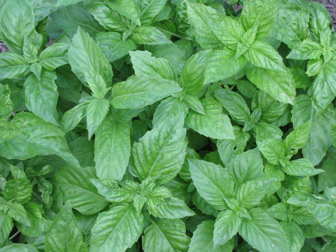 Italian Large Leaf Basil | White Harvest Seed Company