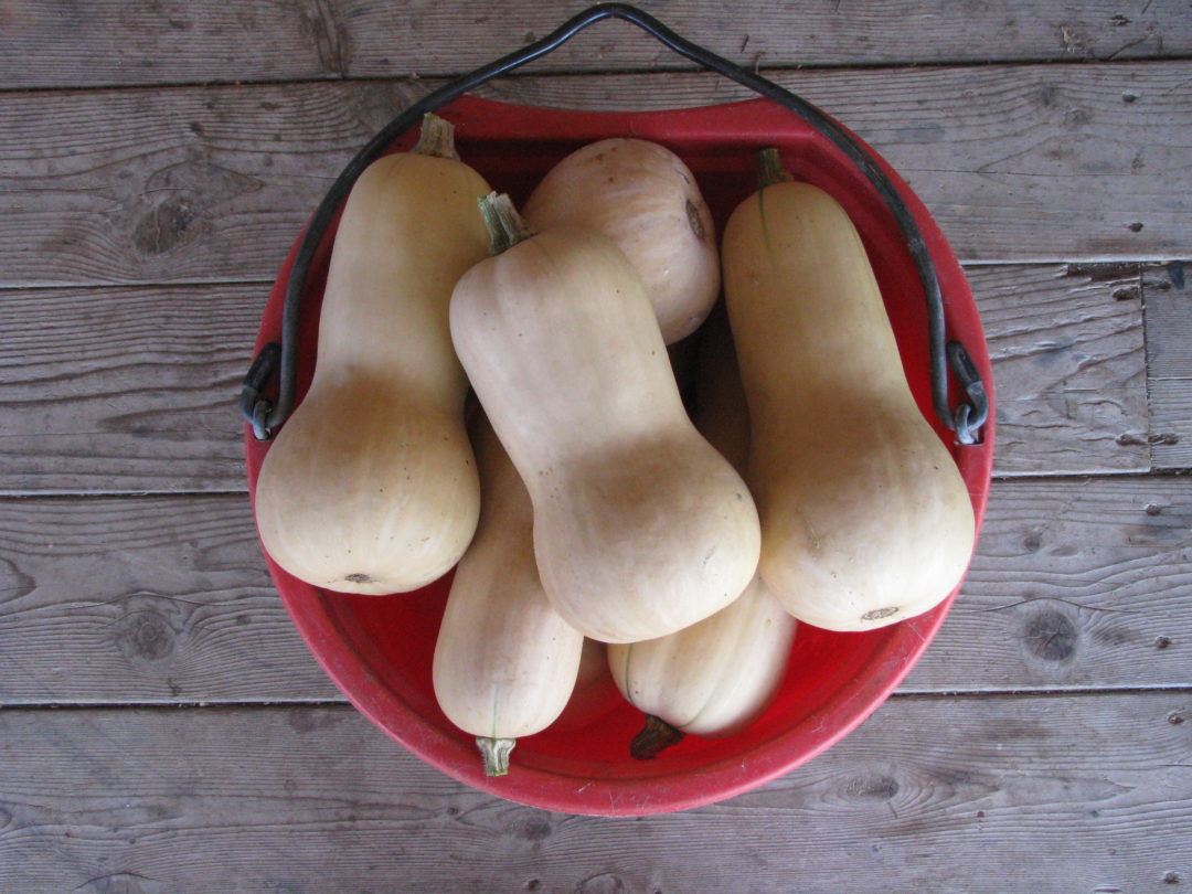 Butternut-Waltham Squash | White Harvest Seed Company