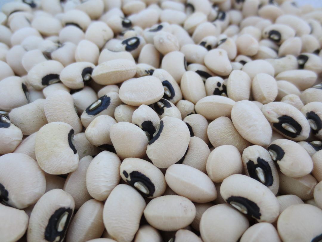 California Blackeye Cowpea | White Harvest Seed Company