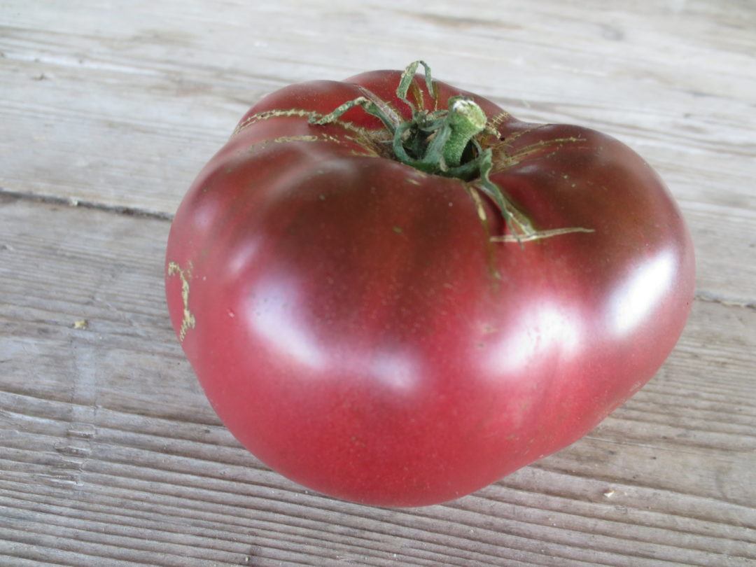 Cherokee Purple Tomato (Certified Organic) | White Harvest Seed Company