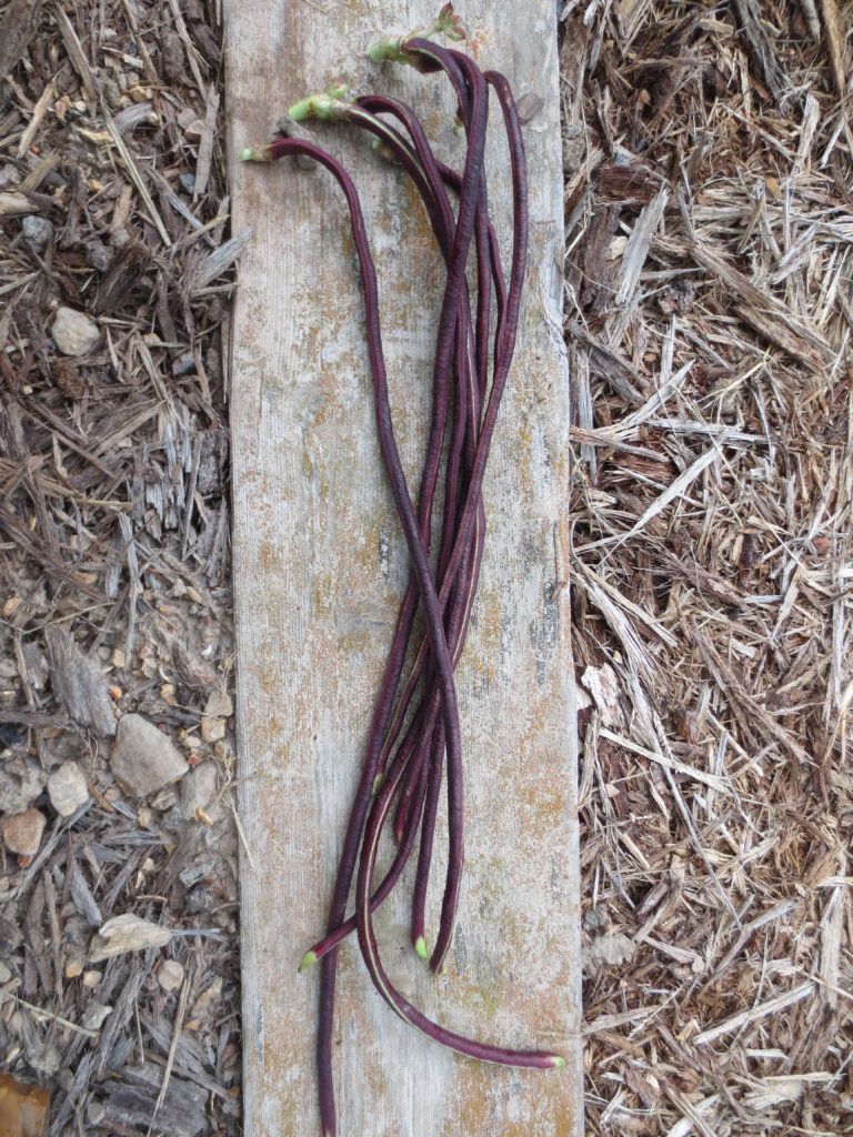 Red Noodle Pole Bean | White Harvest Seed Company