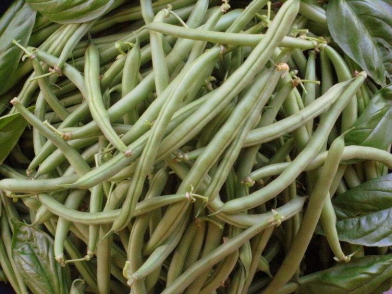 Contender Bush Bean | White Harvest Seed Company