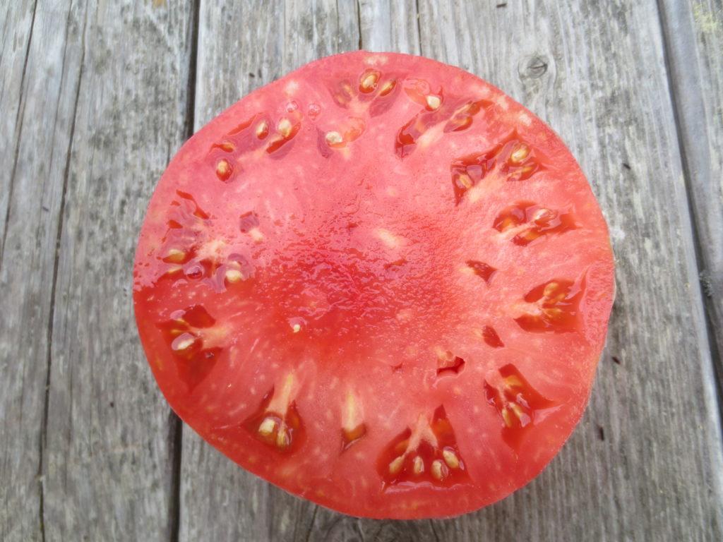 German Pink Tomato | White Harvest Seed Company