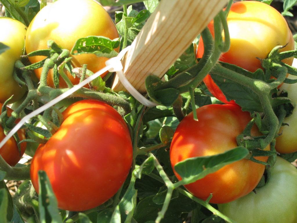 Homestead 24 Red Tomato | White Harvest Seed Company
