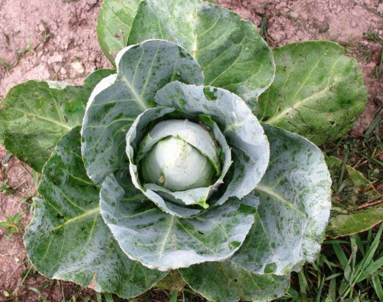 Early Jersey Wakefield Cabbage | White Harvest Seed Company