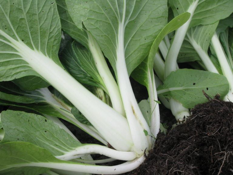 Pak Choy White Stem Oriental Greens | White Harvest Seed Company