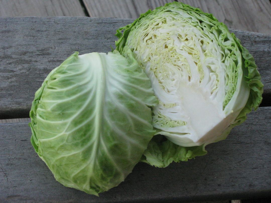 Copenhagen Market Cabbage | White Harvest Seed Company
