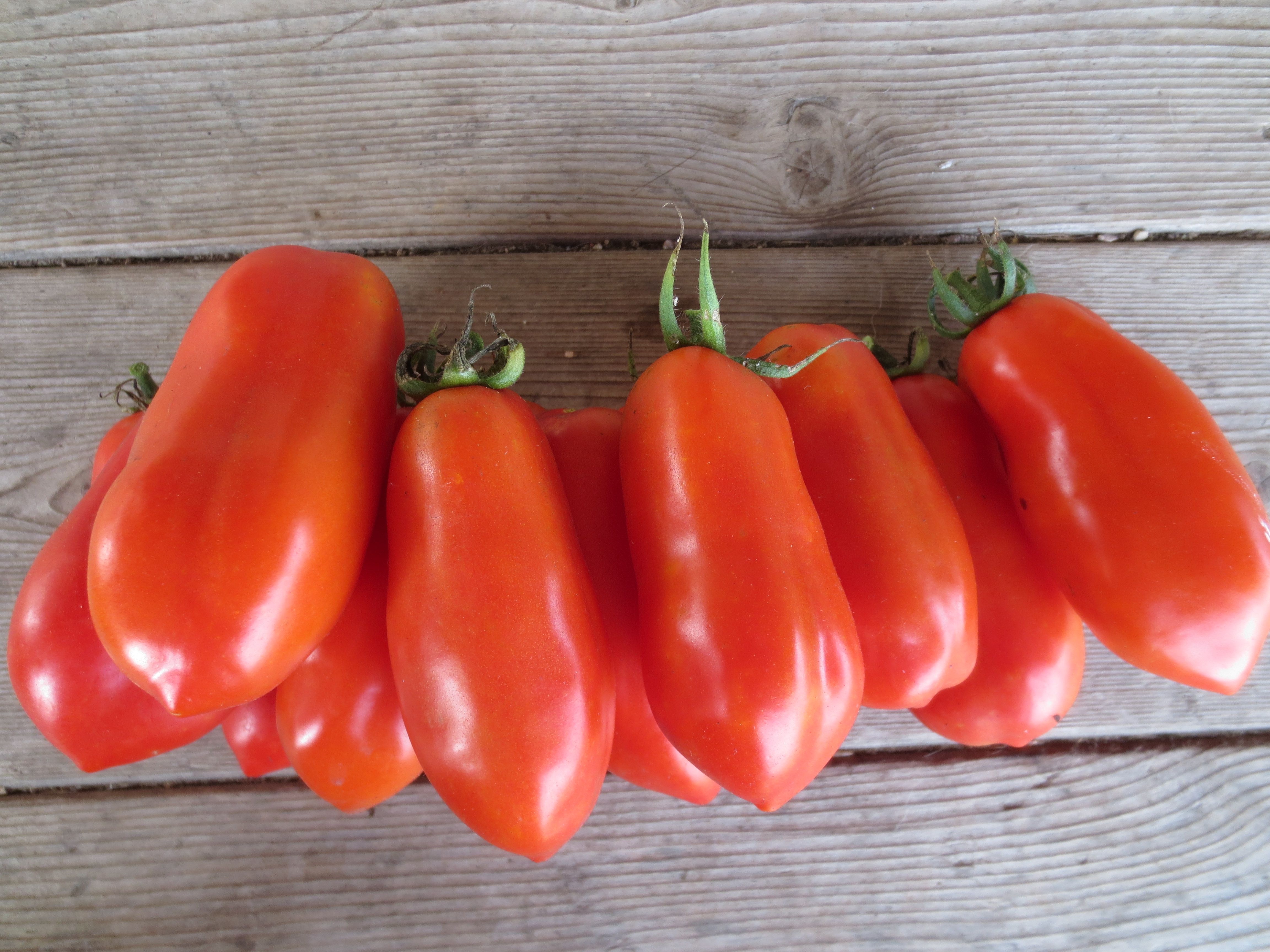 San Marzano Paste Red Tomato Certified Organic White Harvest Seed San Marzano Paste Red Tomato Certified Organic White Harvest Seed