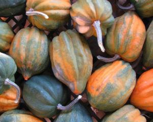 Table Queen Acorn Squash | White Harvest Seed Company