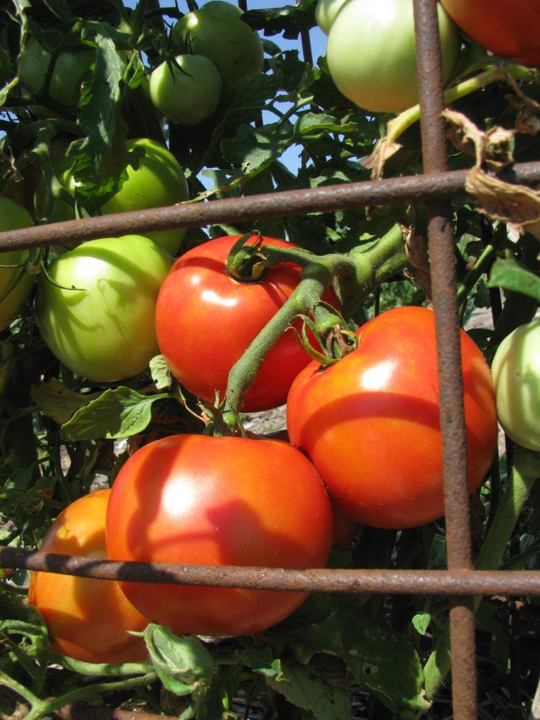 Arkansas Traveler Pink Tomato | White Harvest Seed Company