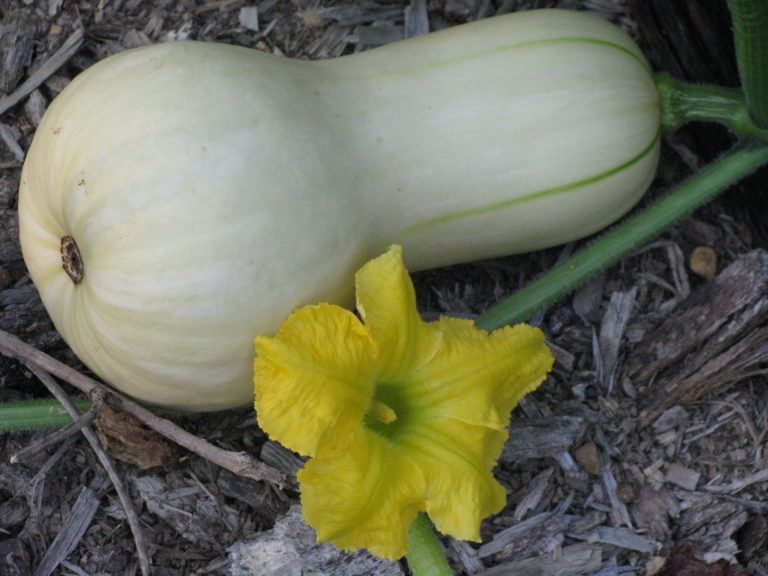 Butternut-Waltham Squash | White Harvest Seed Company