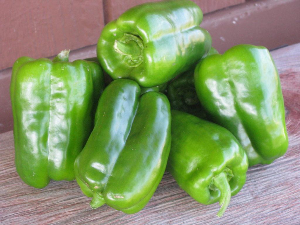 California Wonder 300 TMR Pepper | White Harvest Seed Company