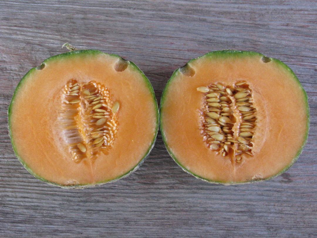 Charentais Melon | White Harvest Seed Company