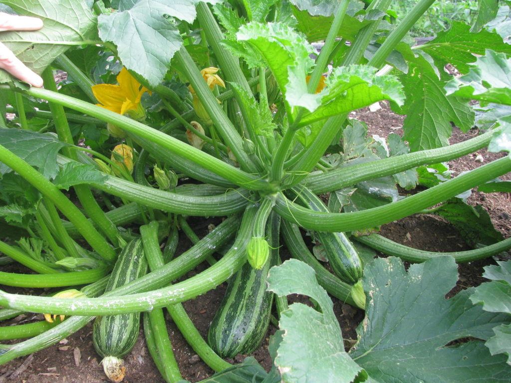 Zucchini-Cocozelle Squash | White Harvest Seed Company