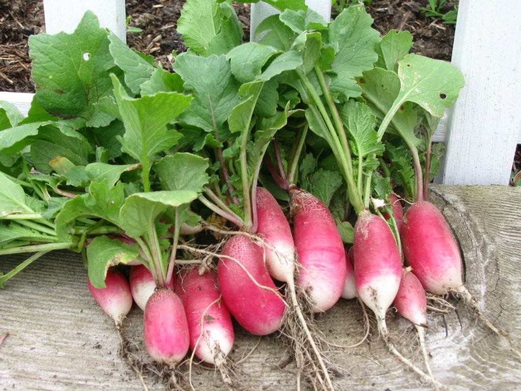 French Breakfast Radish | White Harvest Seed Company