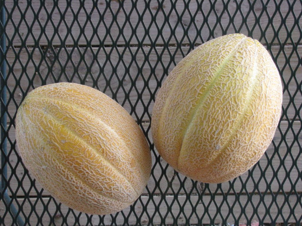 Hale’s Best Jumbo Melon | White Harvest Seed Company