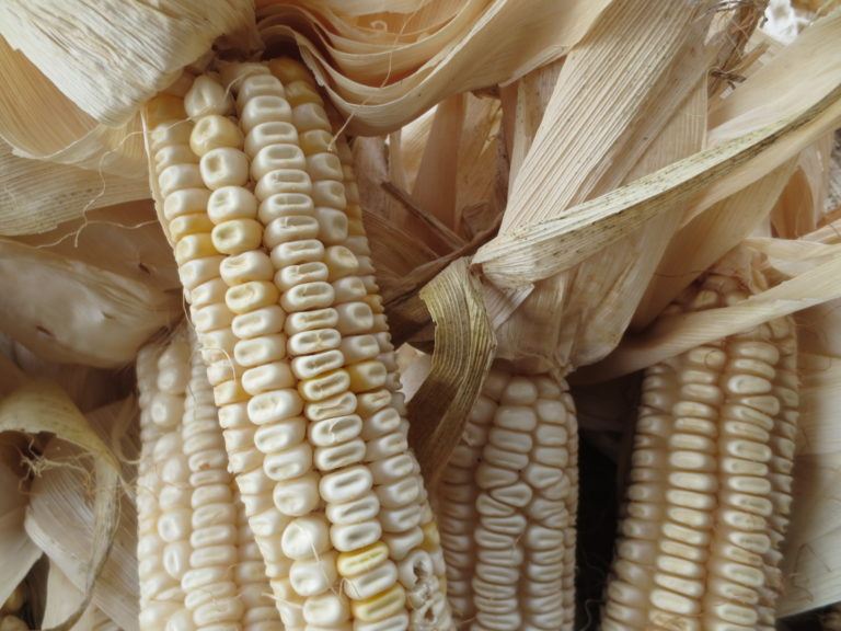 Hickory King White Dent Corn | White Harvest Seed Company