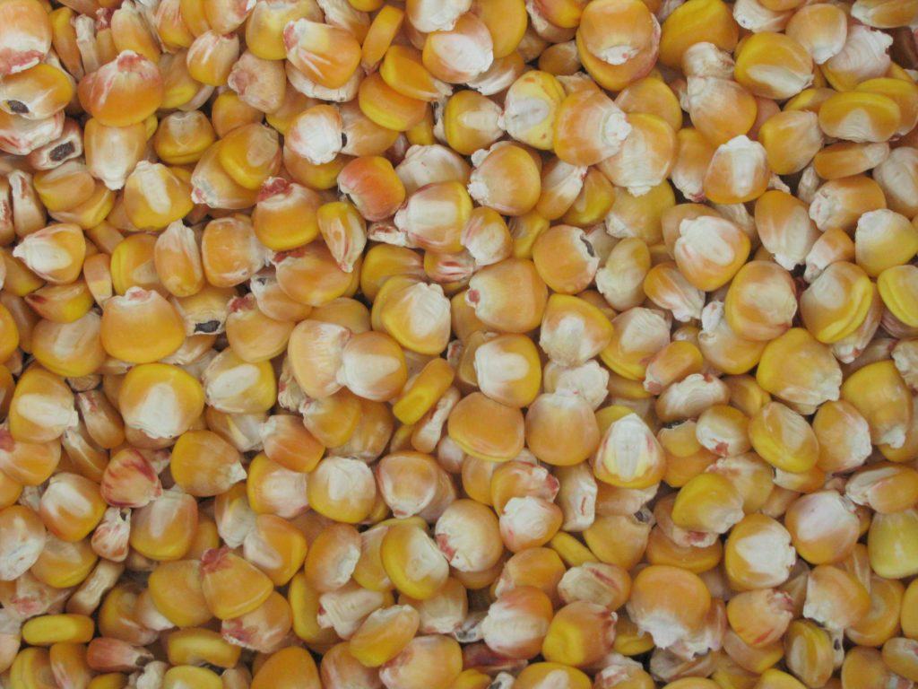 Hickory King Yellow Dent Corn | White Harvest Seed Company