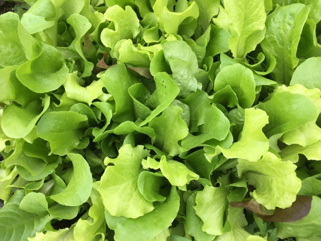Garden Mesclun Mix | White Harvest Seed Company