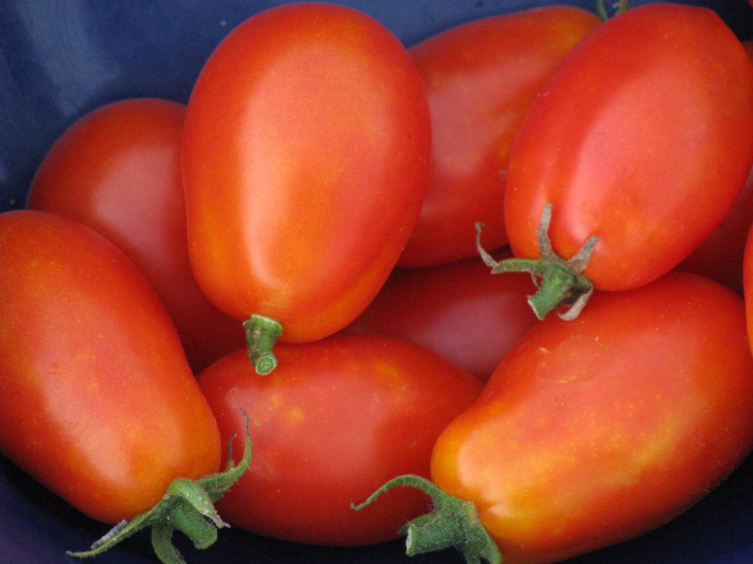 Roma Paste Red Tomato | White Harvest Seed Company